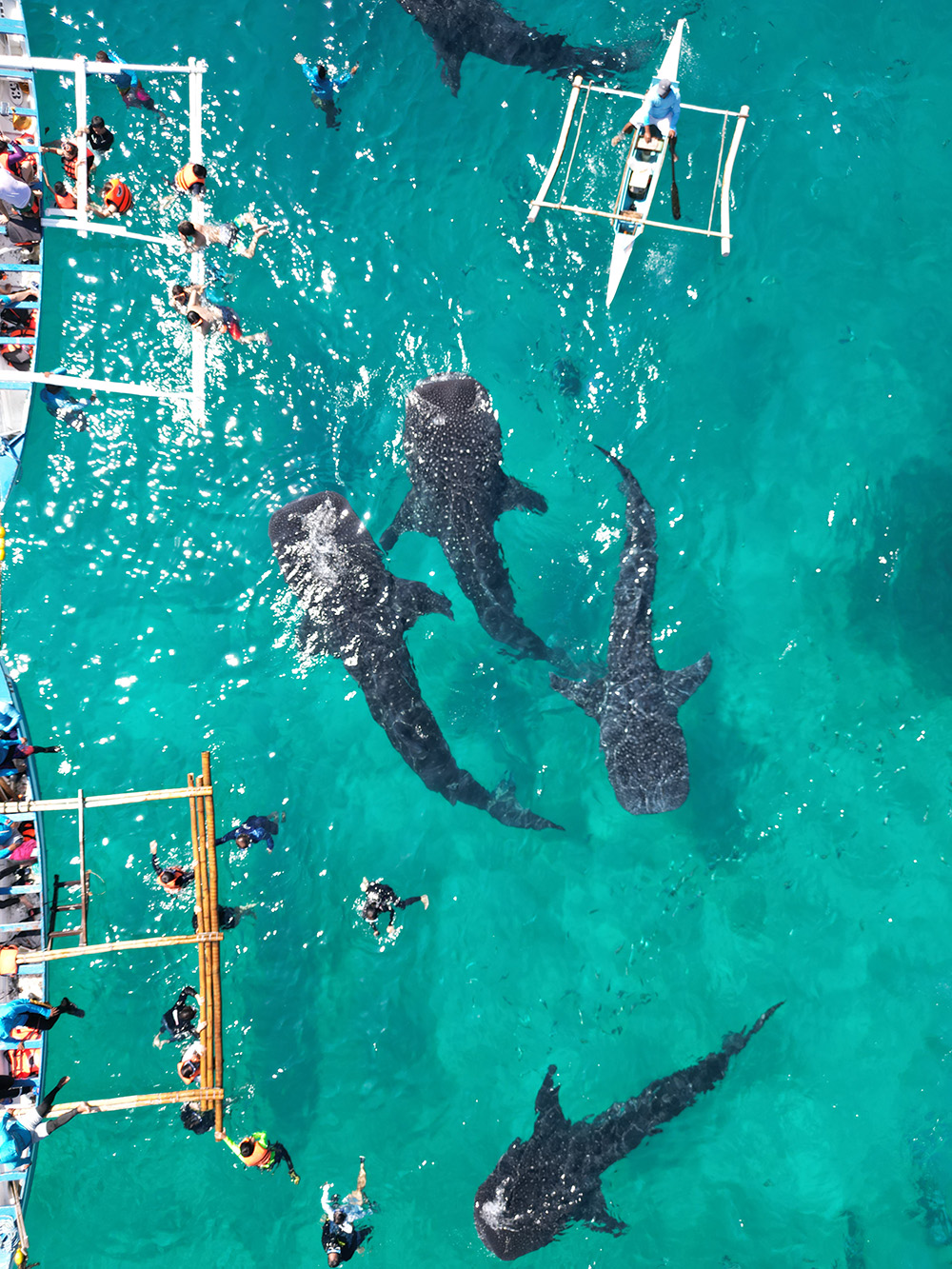 Oslob - Ecoscape Travel and Tours